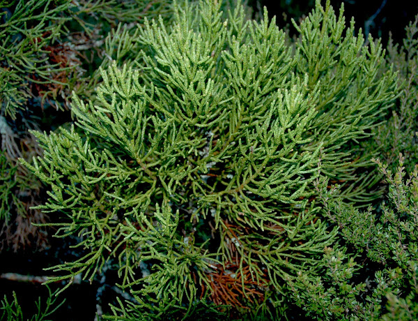 Pencil pine | Project Noah