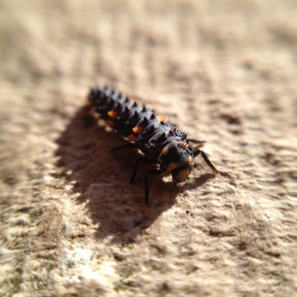 7 Spot Ladybird ( Nymph ) | Project Noah