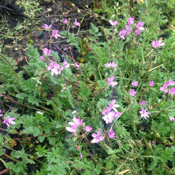 Common stork's-bill | Project Noah