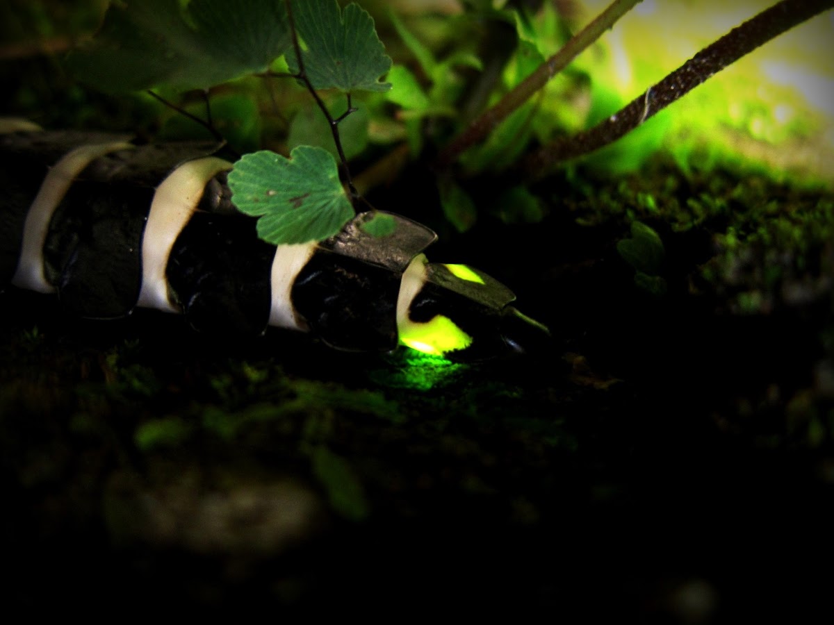 Firefly Larvae | Project Noah