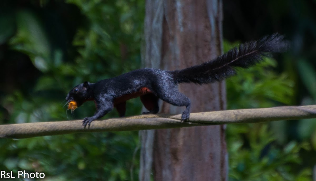 Prevost's Squirrel | Project Noah