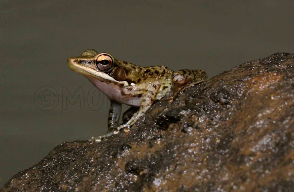 Cricket Frog or Nicobar Island Frog | Project Noah