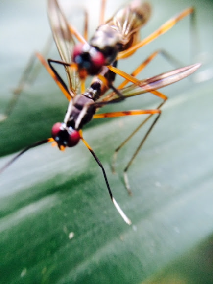 Mosquito | Project Noah