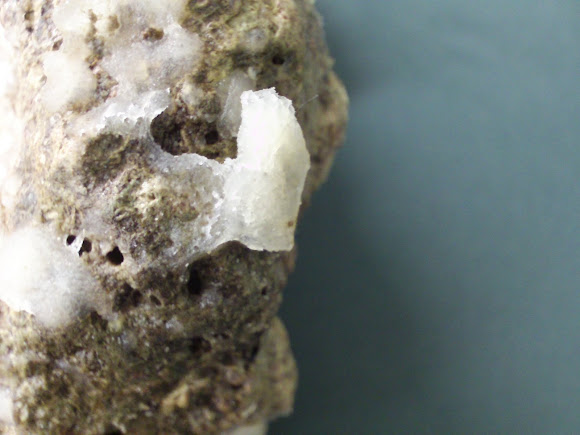 Haliclona sponge | Project Noah