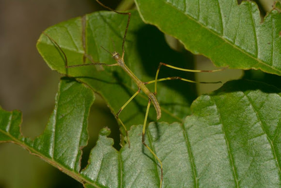 Stick Insect, Phasmid - Nymph | Project Noah