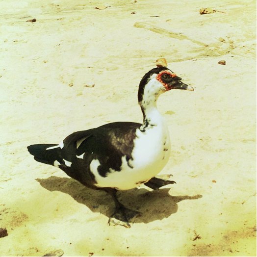 Pato (Muscovy Duck) | Project Noah