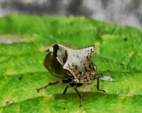 Two-horned Treehopper | Project Noah
