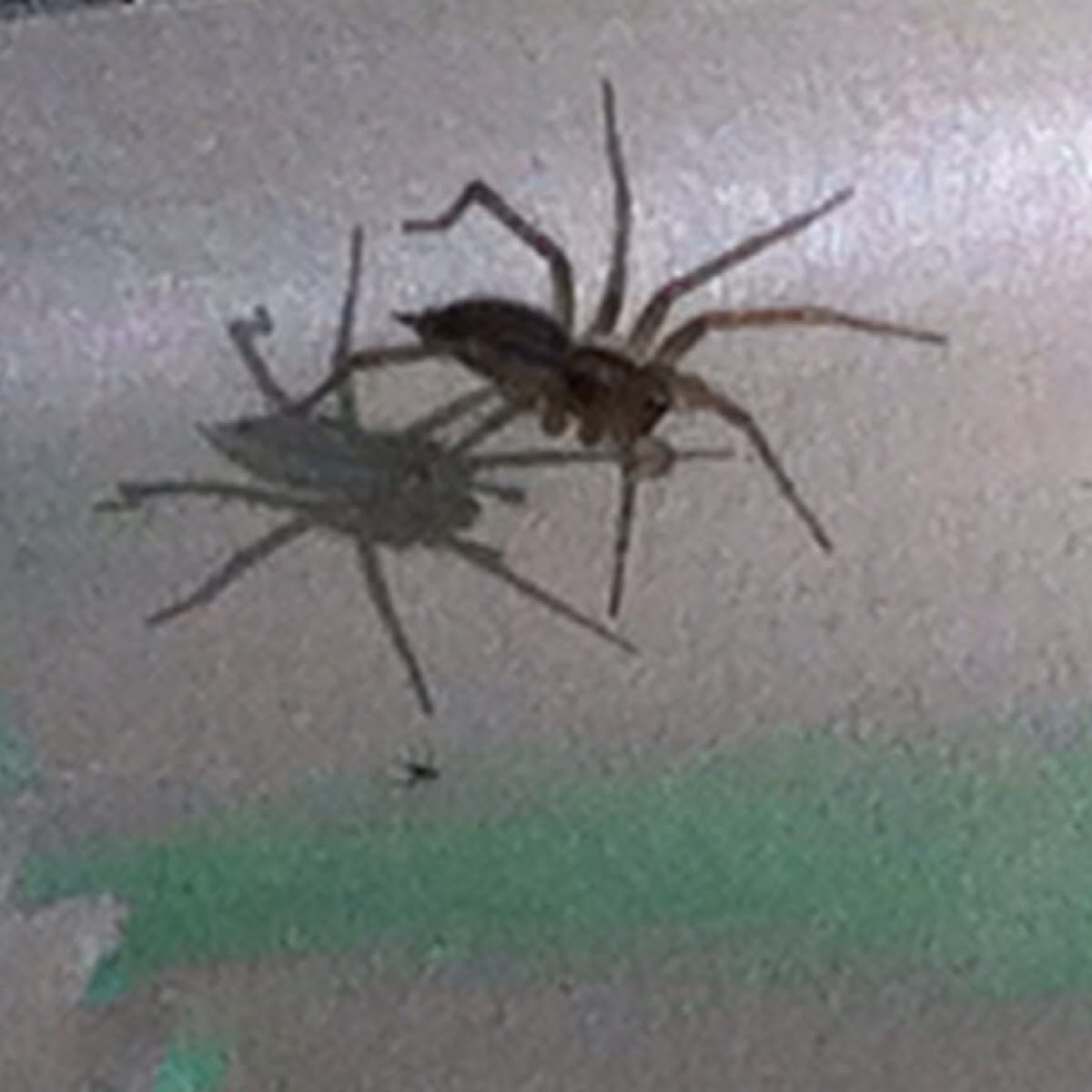 Spotting | Project Noah