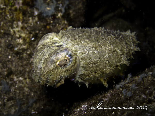 Stumpy-spined Cuttlefish, Dwarf Cuttlefish | Project Noah