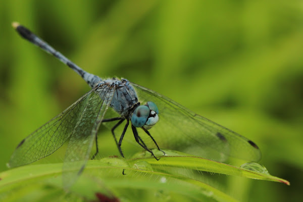 Ground Skimmer | Project Noah