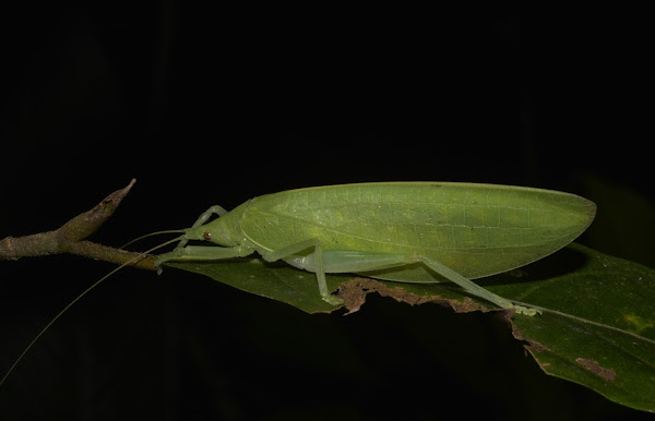 Katydid | Project Noah