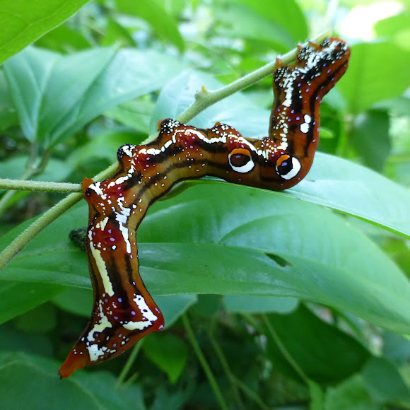 Fruit Piercing Moth caterpillar | Project Noah