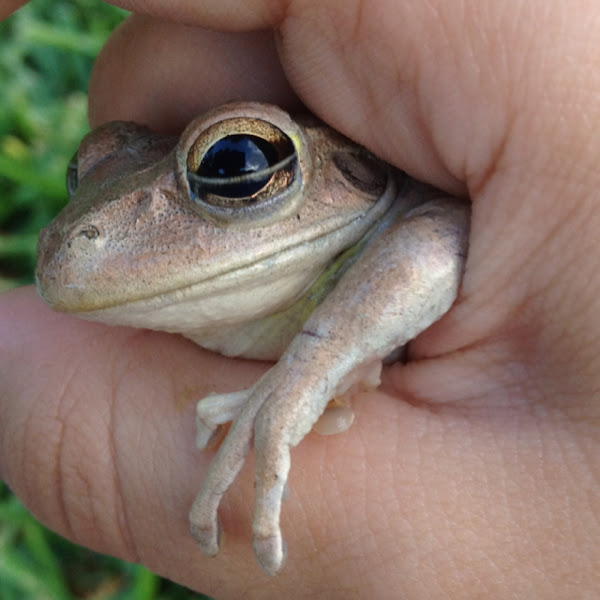 Cuban tree frog | Project Noah