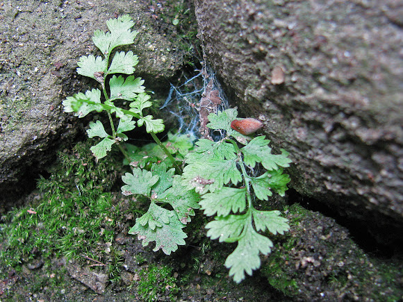 Fragile Fern | Project Noah