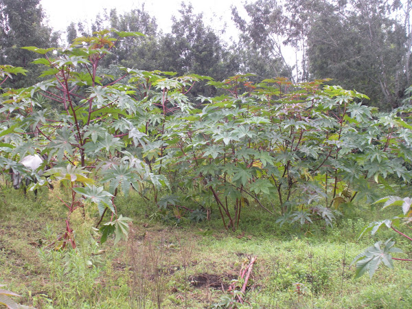 Prickly Castor Oil Tree | Project Noah