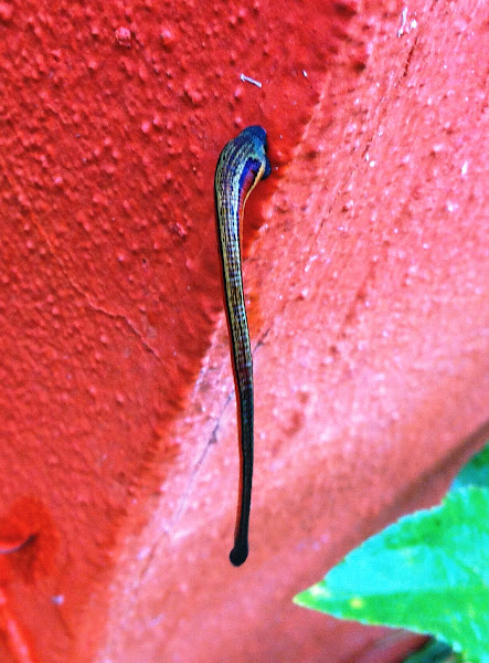 Tiger Leech | Project Noah