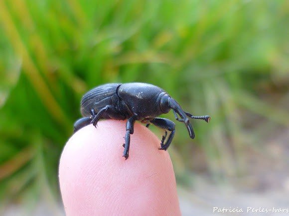 Agave weevil | Project Noah