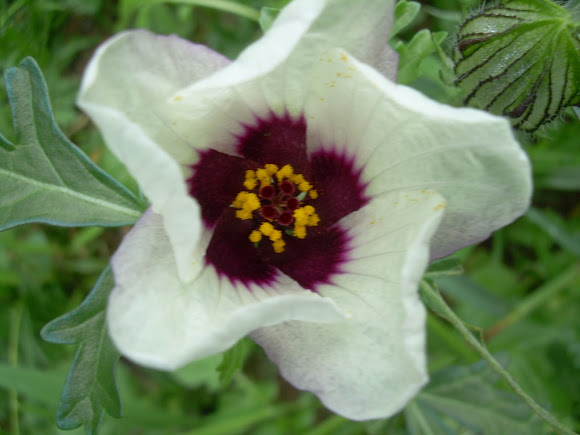 Venice mallow, flower-of-an-hour | Project Noah