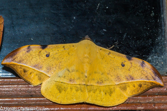 Erebid moth | Project Noah