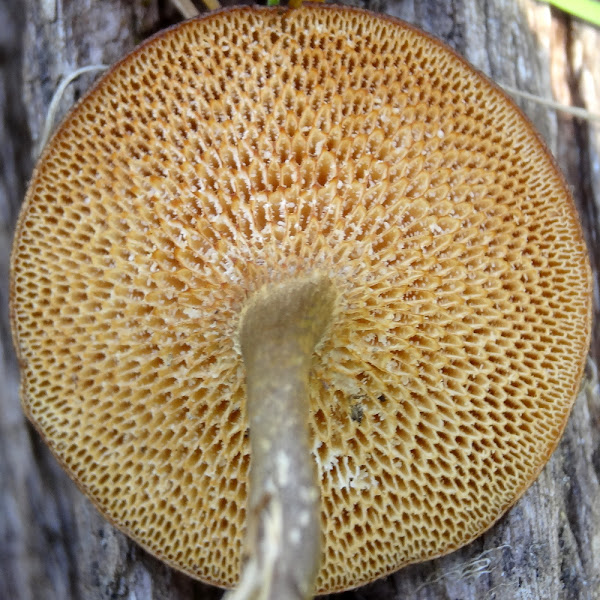 Polyporus arcularius | Project Noah