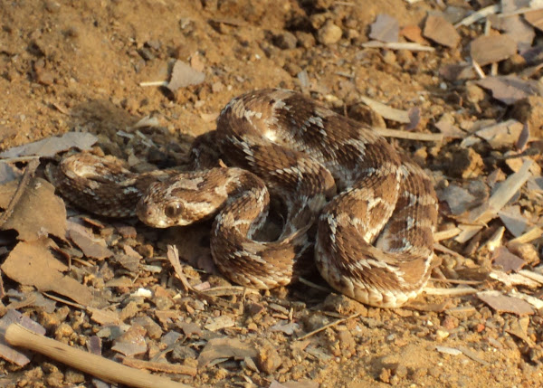 saw scaled viper | Project Noah