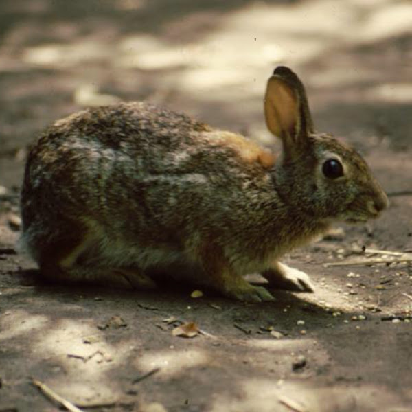 Rabbit | Project Noah