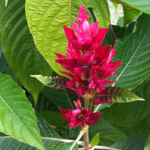 Manto Rojo | Project Noah