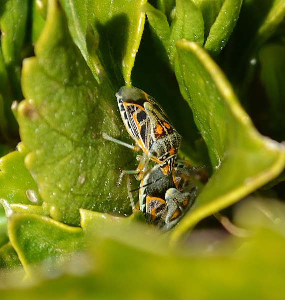 Antestia bug | Project Noah