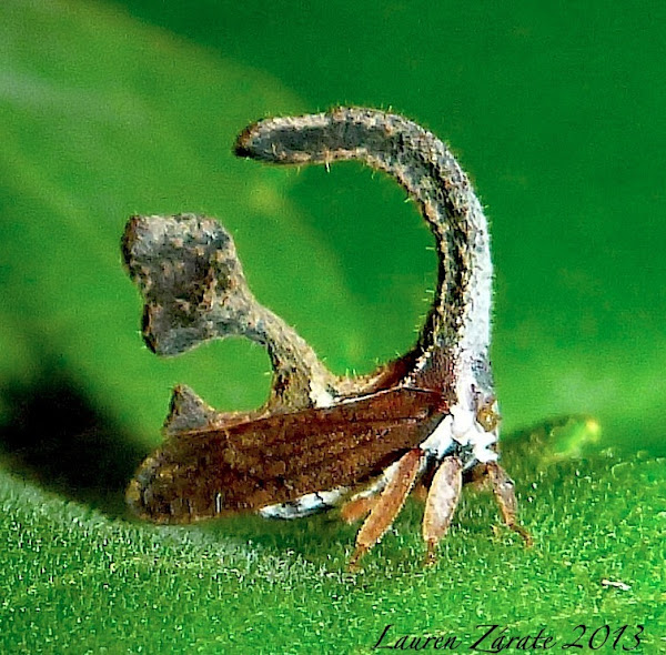 Treehopper | Project Noah