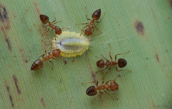 Acrobat Ant - Symbiotic relation | Project Noah