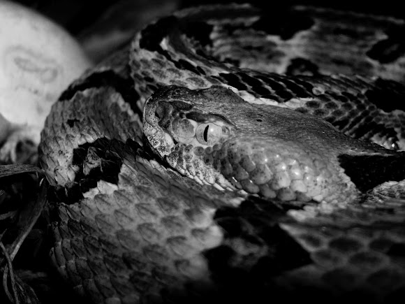 Canebrake Rattlesnake | Project Noah