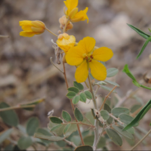 Desert Senna | Project Noah