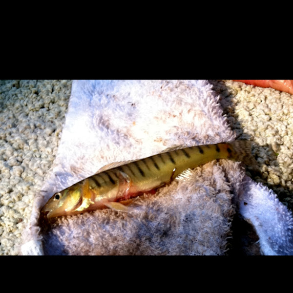 Logperch | Project Noah