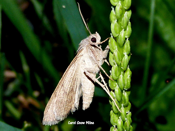 Clover Looper Moth | Project Noah