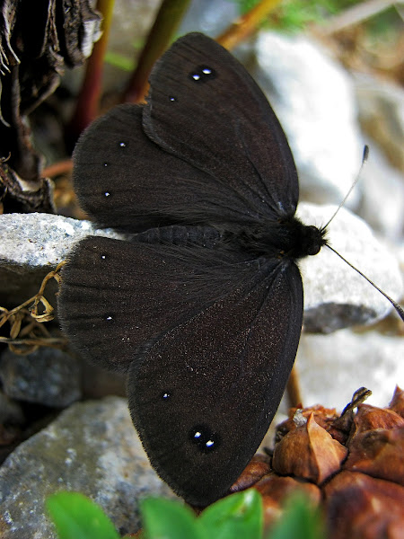 Black Ringlet | Project Noah