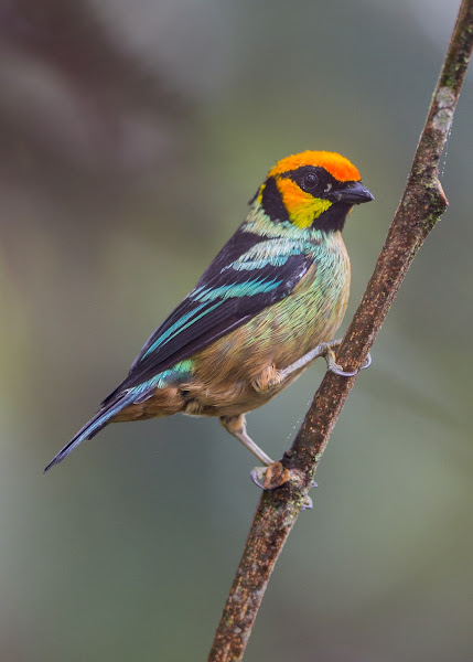 Flame-faced Tanager | Project Noah
