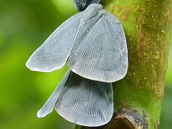 Ricaniid planthopper | Project Noah