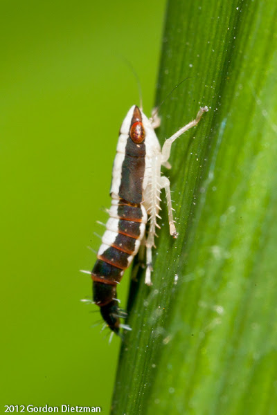 Leafhopper Nymph | Project Noah