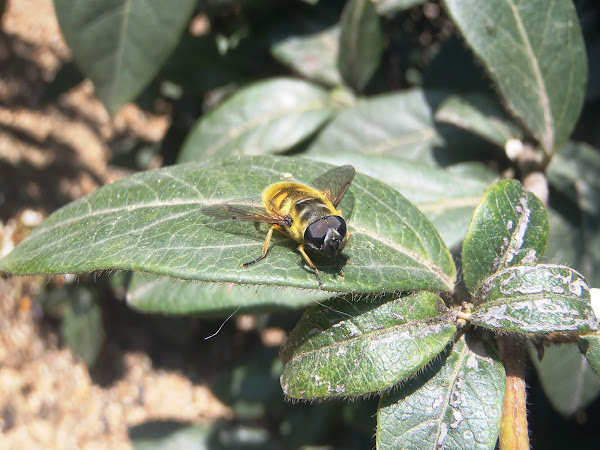 Mosca/abeja, drone fly | Project Noah