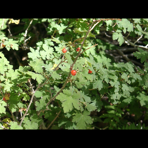 Wild Gooseberry | Project Noah