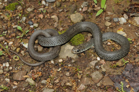 Southern black racer (juvenile) | Project Noah