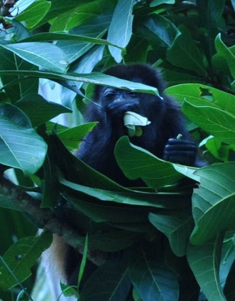 howler monkey | Project Noah