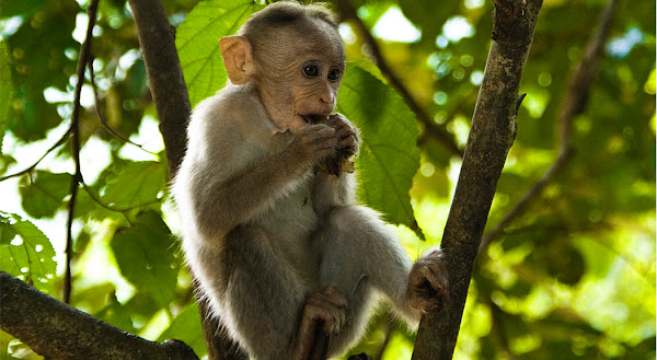 Monkey | Project Noah