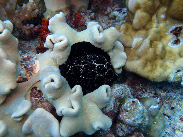 Common egg cowrie | Project Noah