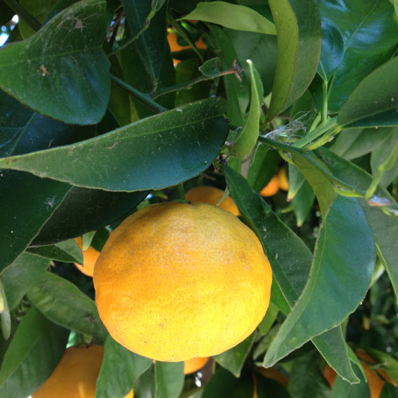 Sweet Orange | Project Noah