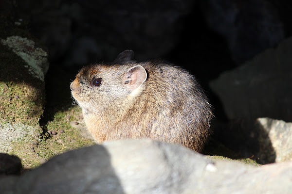 Royle's Pika | Project Noah