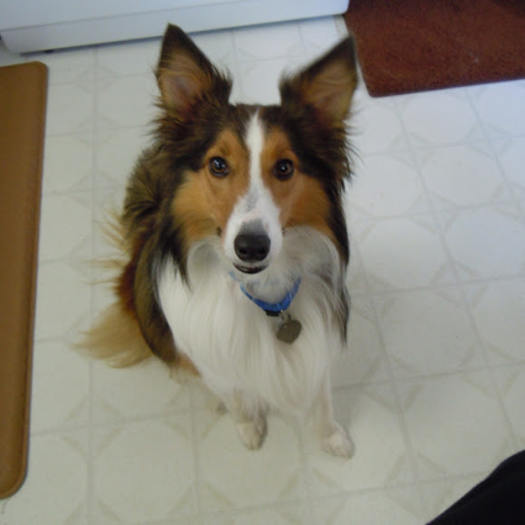 Miniature Sheltie | Project Noah
