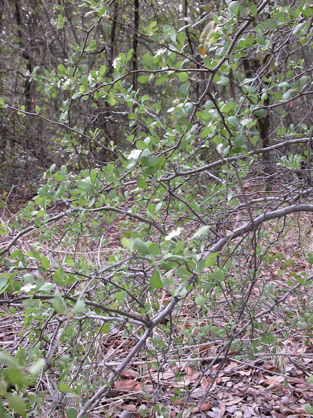 Strongbark | Project Noah