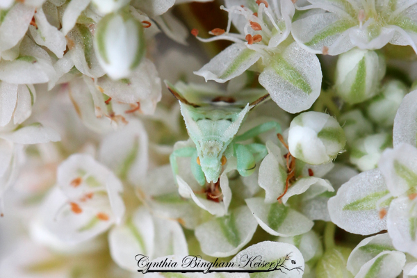 Jagged Ambush Bug nymph | Project Noah