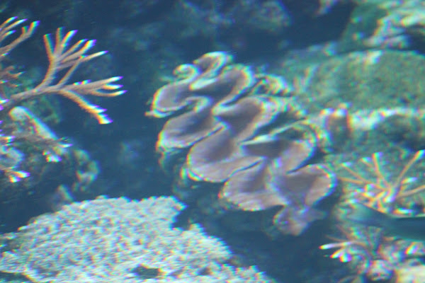 giant clam | Project Noah